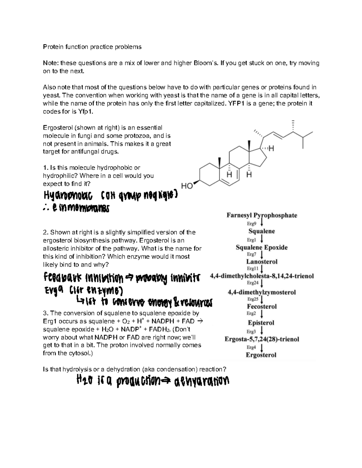 Quiz 2 Practice Problems: Protein Function and Gene Expression - Studocu