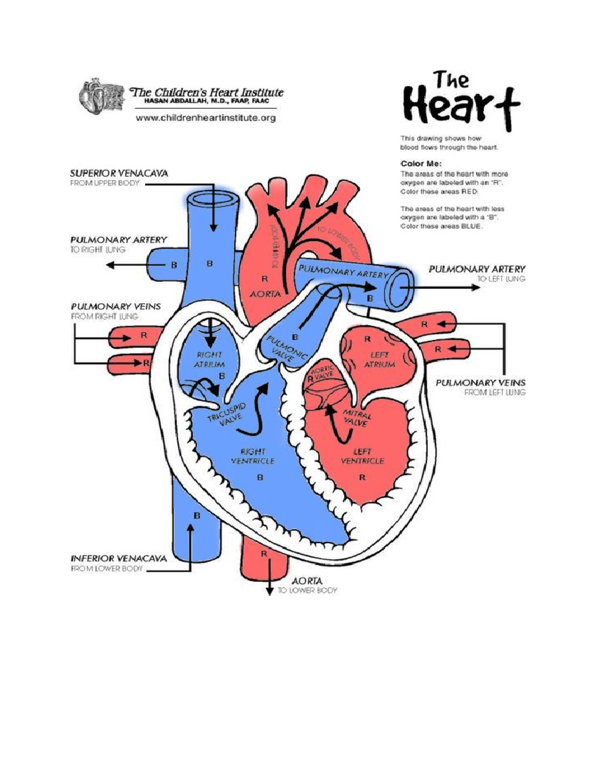 Heart Blood Flow Diagram: Colored Labels and Diagram Explanation - Studocu