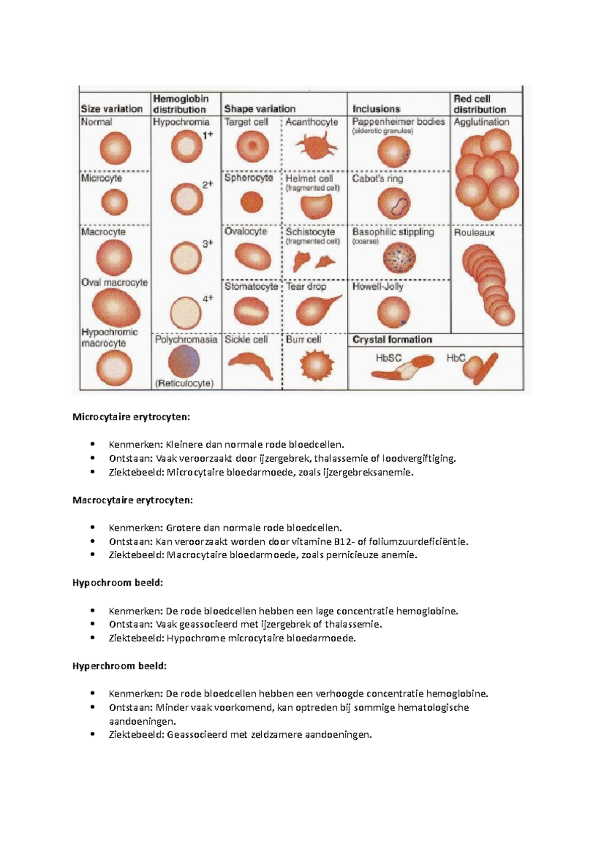 Afwijkende Bloedcellen en Hun Kenmerken: Een Overzicht - Studeersnel