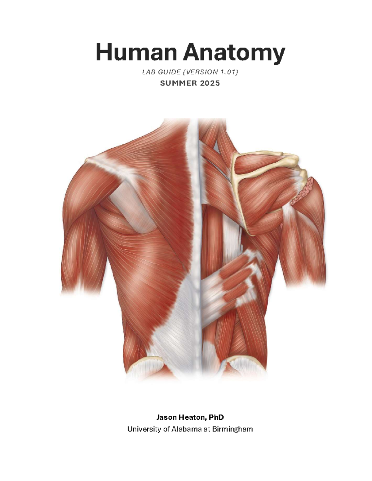 BY 115 Human Anatomy Lab Guide (Summer 2025) - Version 1.01 - Studocu