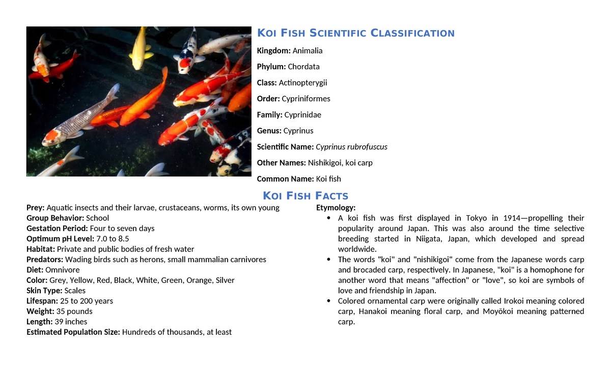 Koi Fish Classification and Facts: A Study on Cyprinus rubrofuscus - Studocu