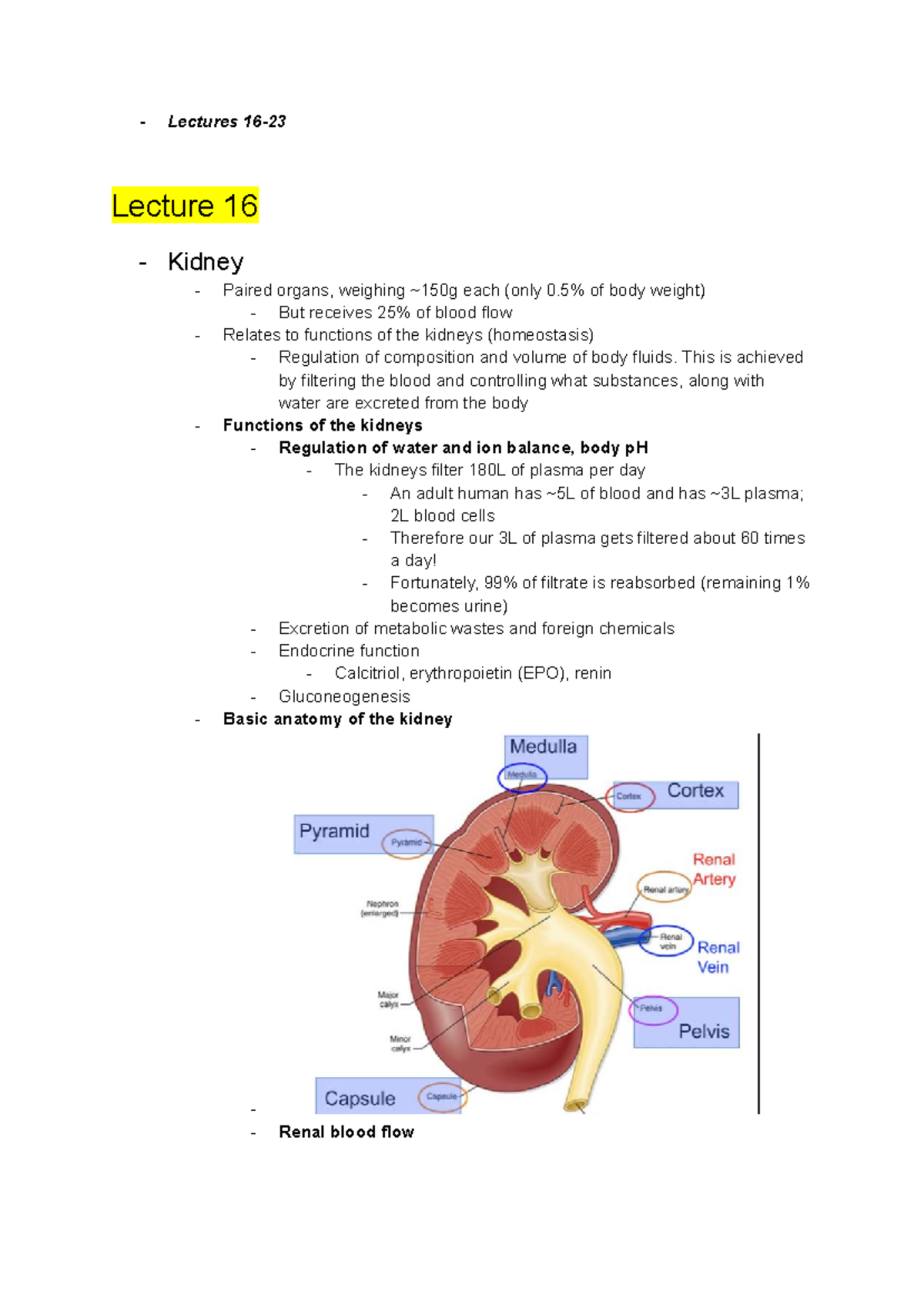 Renal Physiology Summary Notes (Lecture 16-19) - Studocu