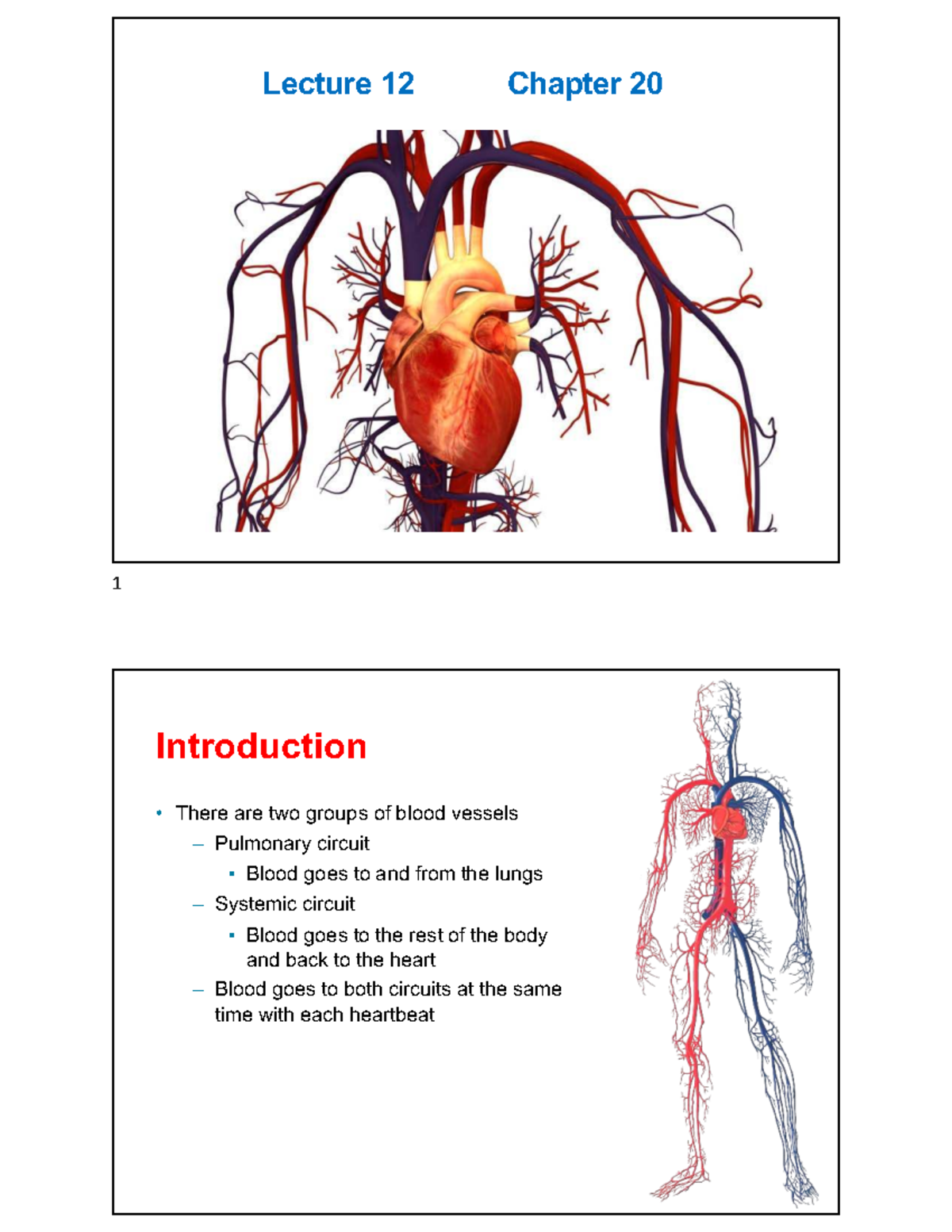 Lecture 12: Chapter 20 - Overview of Cardiovascular Vessels ...