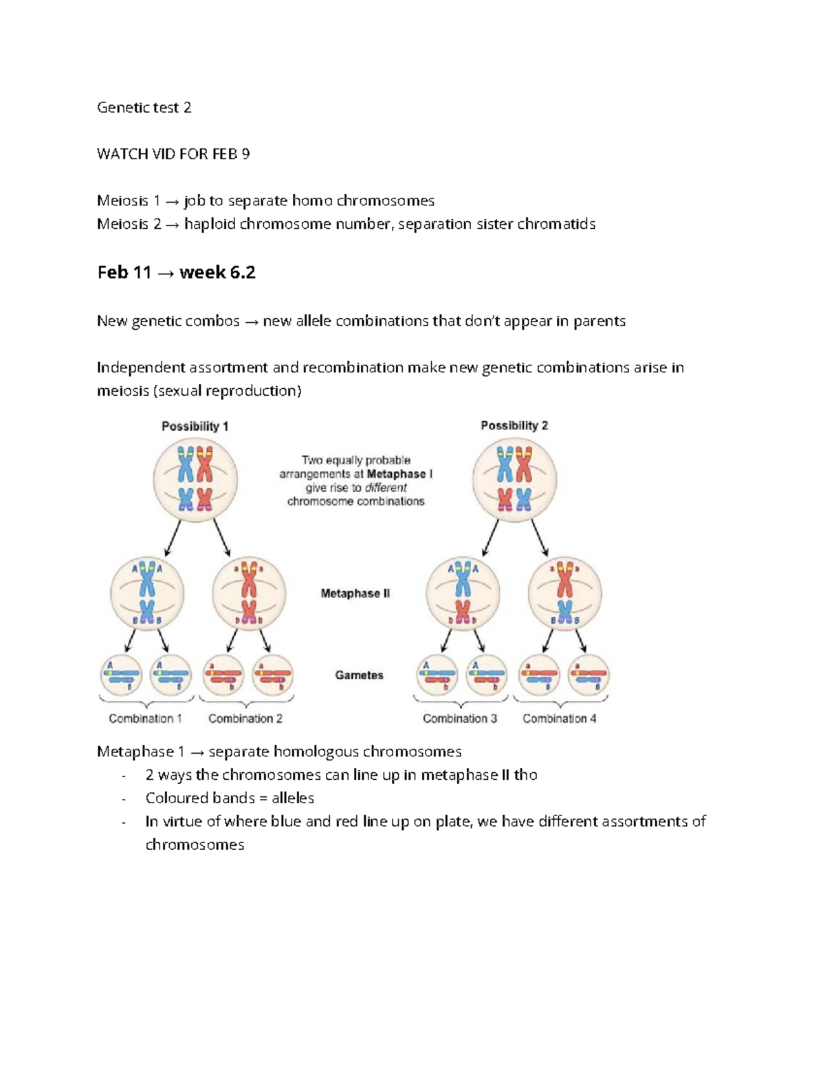 Pretest 2 Notes: Meiosis, Genetic Recombination & Inheritance - Studocu