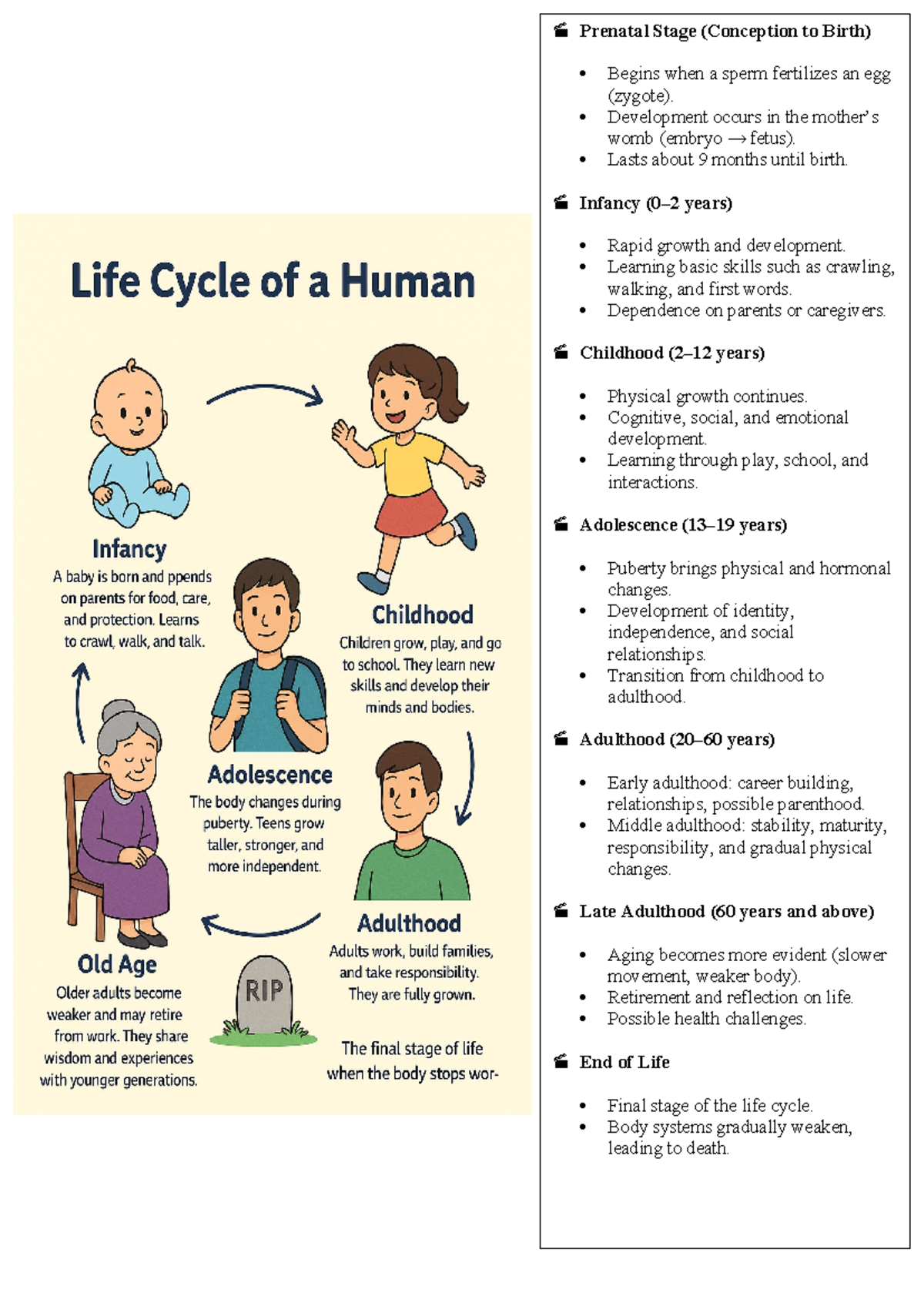 Human Life Cycle Overview - RESRHY - Studocu