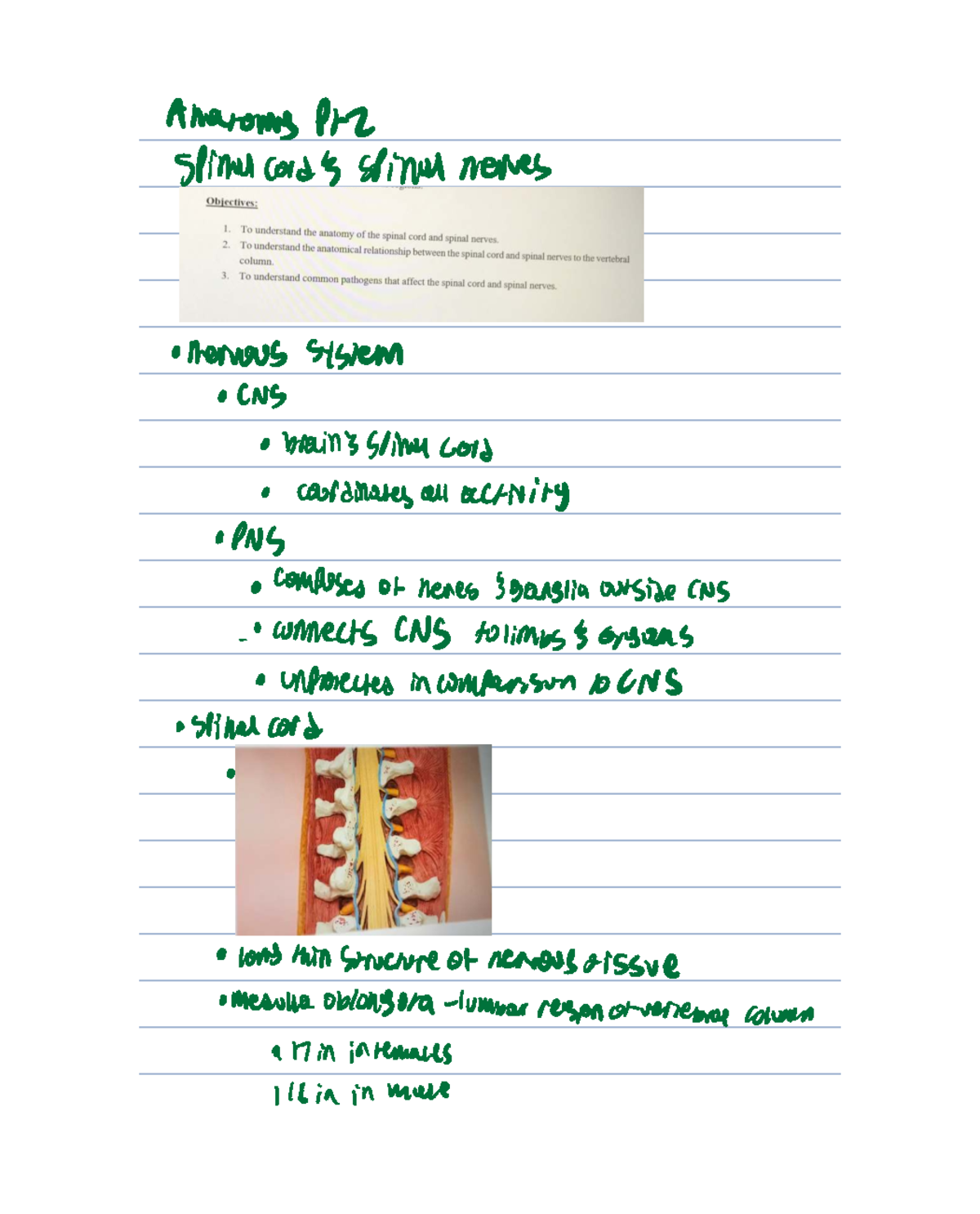 Neuroscience Study Notes: Anatomy of the Spinal Cord & Nerves (ANAT 202 ...
