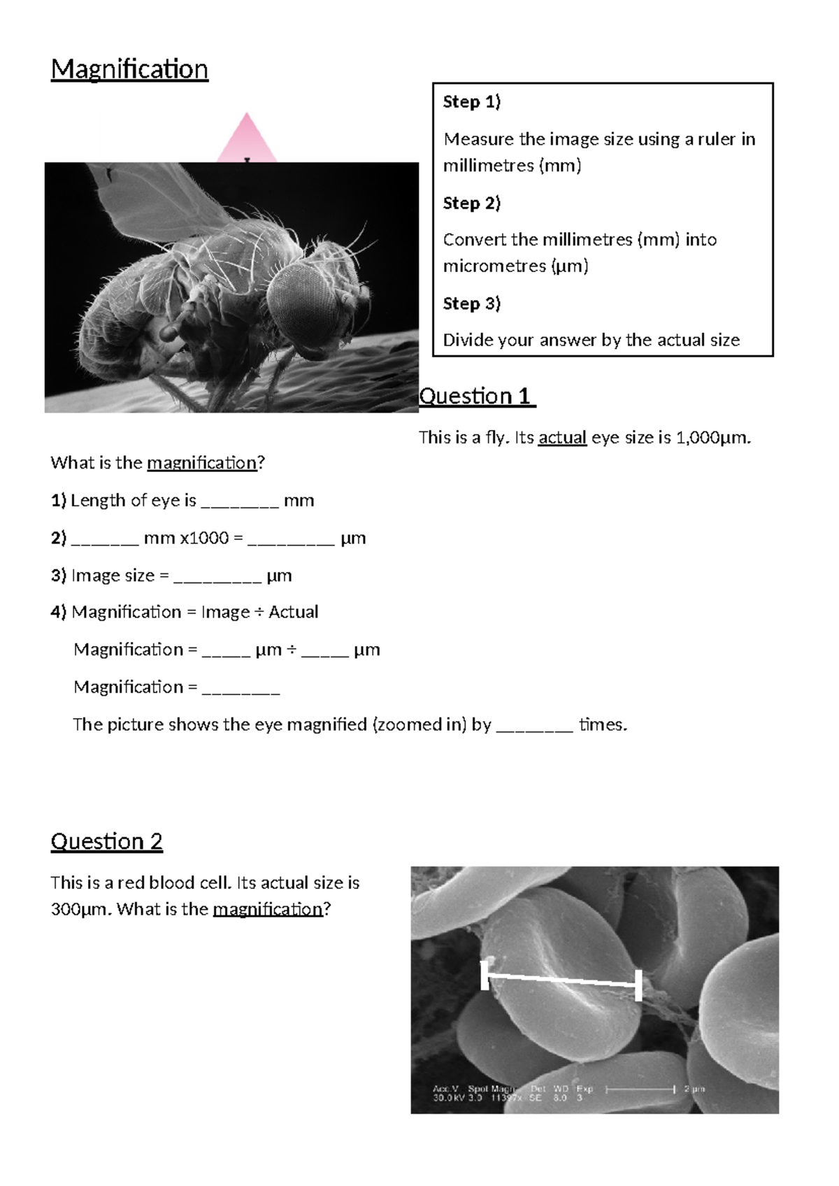 Magnification Calculations Worksheet - HA - Studocu