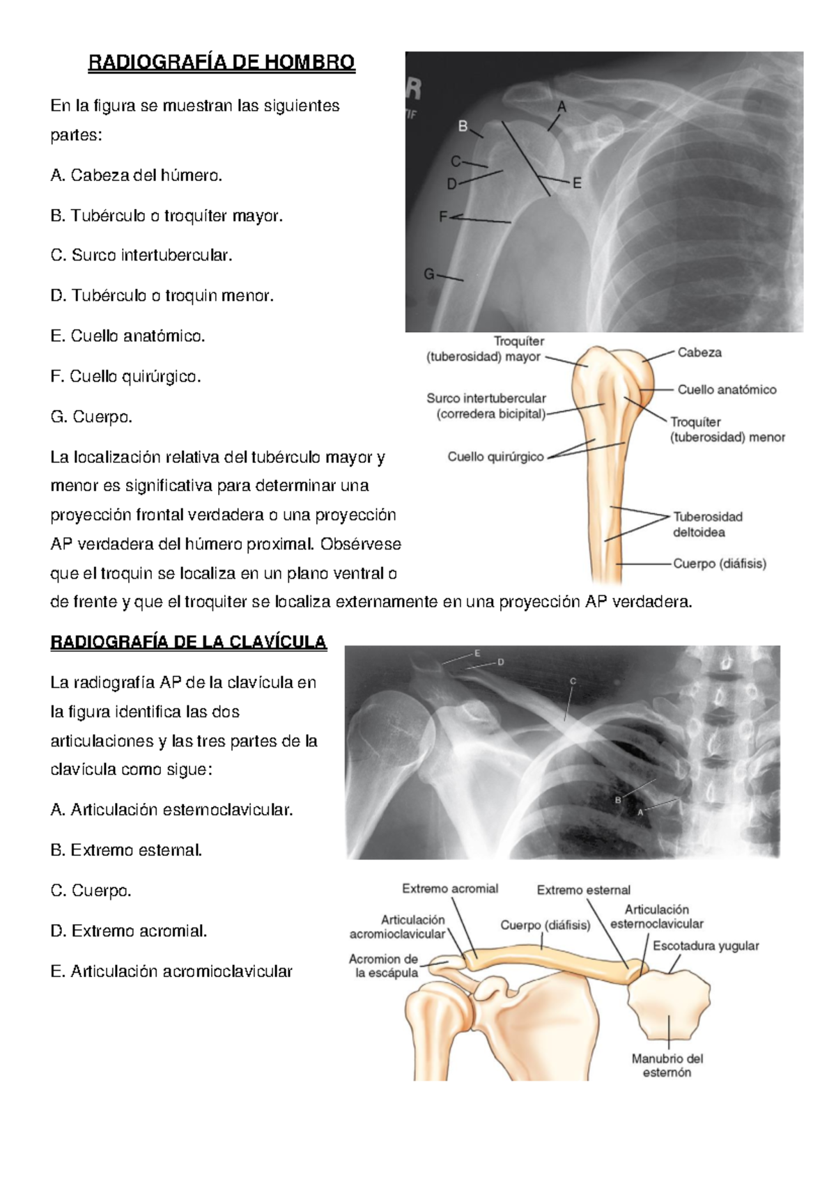 Proyecciones Miembro Superior (apunte) - RADIOGRAFÍA DE HOMBRO En la figura se muestran las ...