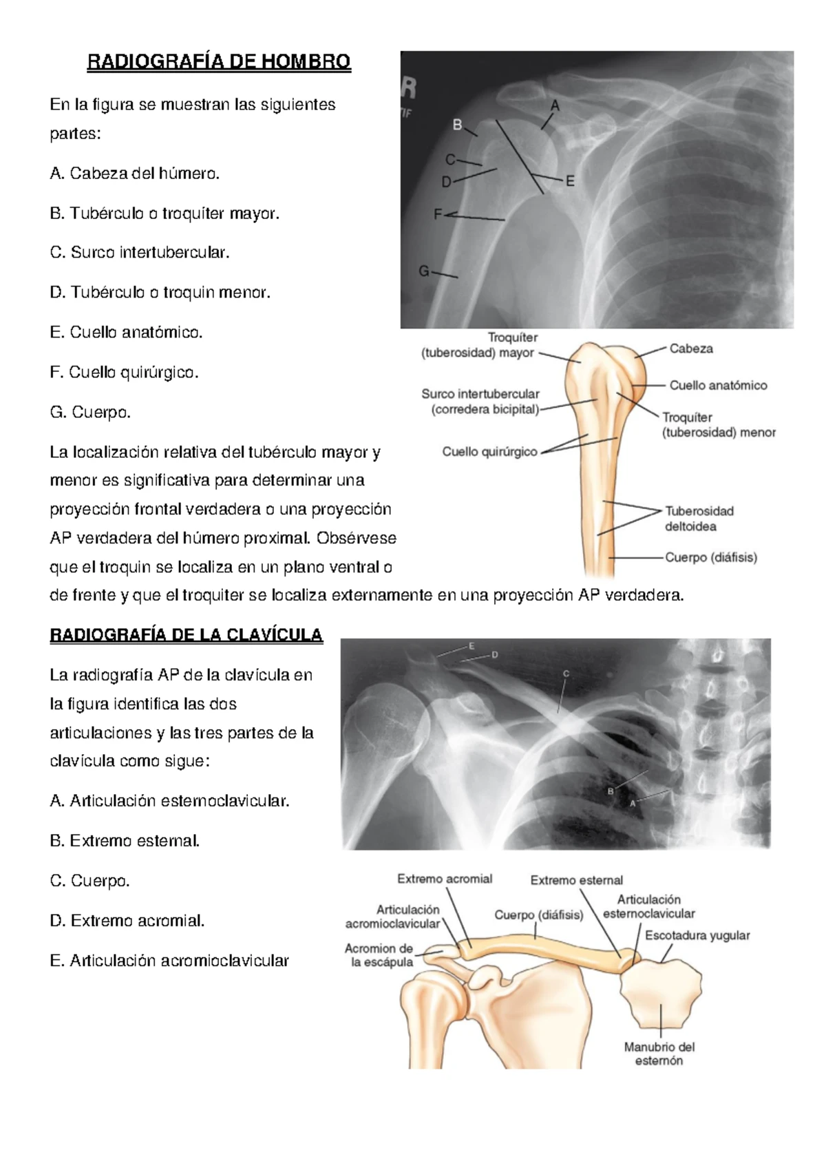 Proyecciones Miembro Superior (apunte) - RADIOGRAFÍA DE HOMBRO En la figura se muestran las ...