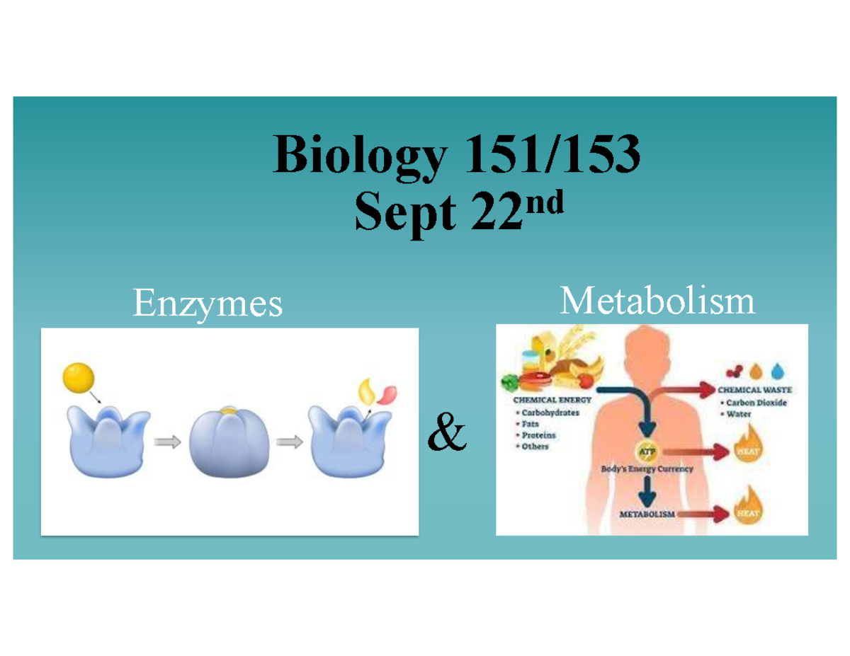 Biology 151/153 Lecture 9: Cells, Metabolism, and Enzymatic Functions ...