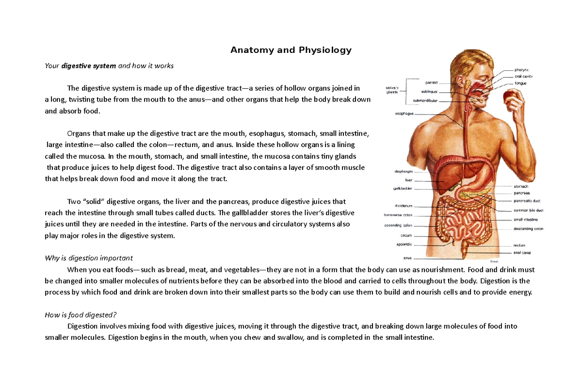 Anatomy and Physiology notes - Anatomy and Physiology Your digestive ...