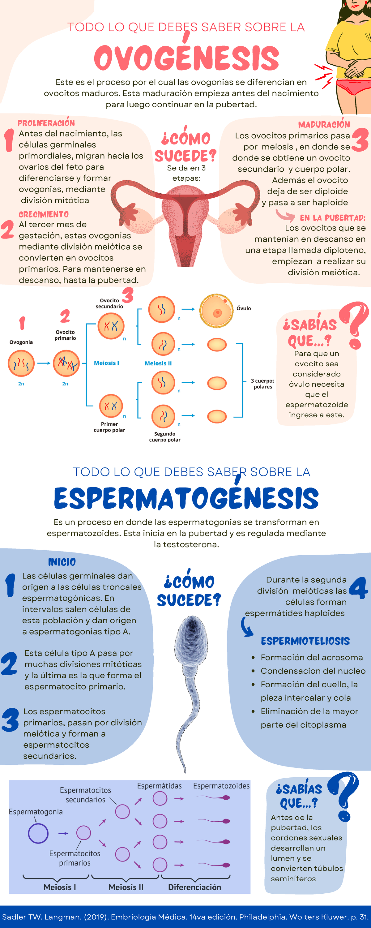 Infografía sobre Ovogénesis y Espermatogénesis: Conceptos Clave - Studocu