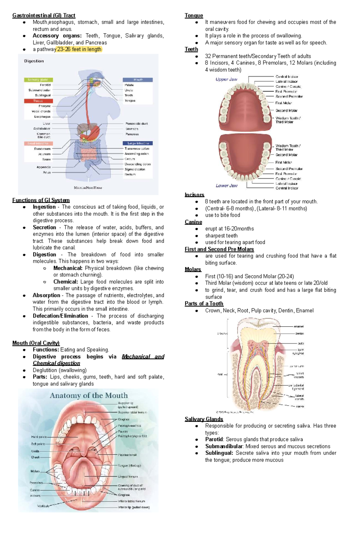 Gastrointestinal (GI) Tract: Anatomy, Functions, and Disorders Overview ...