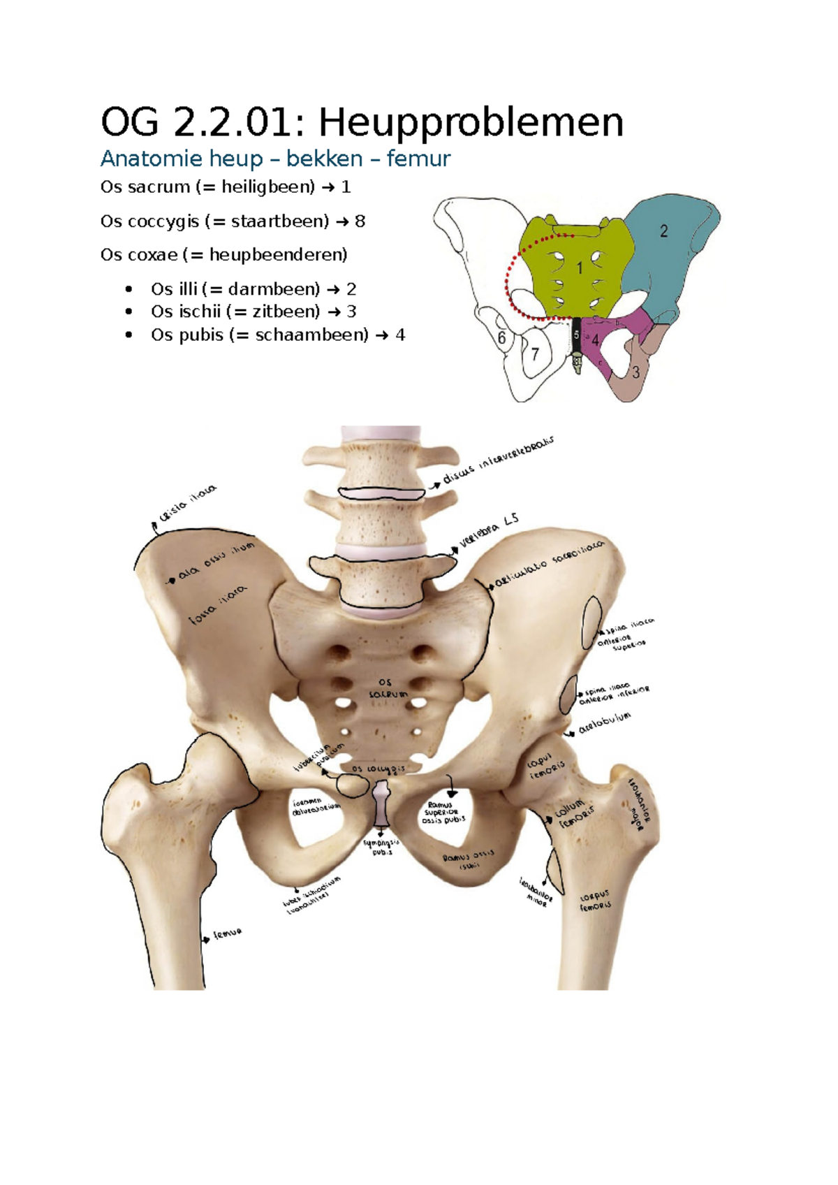 OG 2 - heupproblemen - OG 2.2: Heupproblemen Anatomie heup – bekken ...