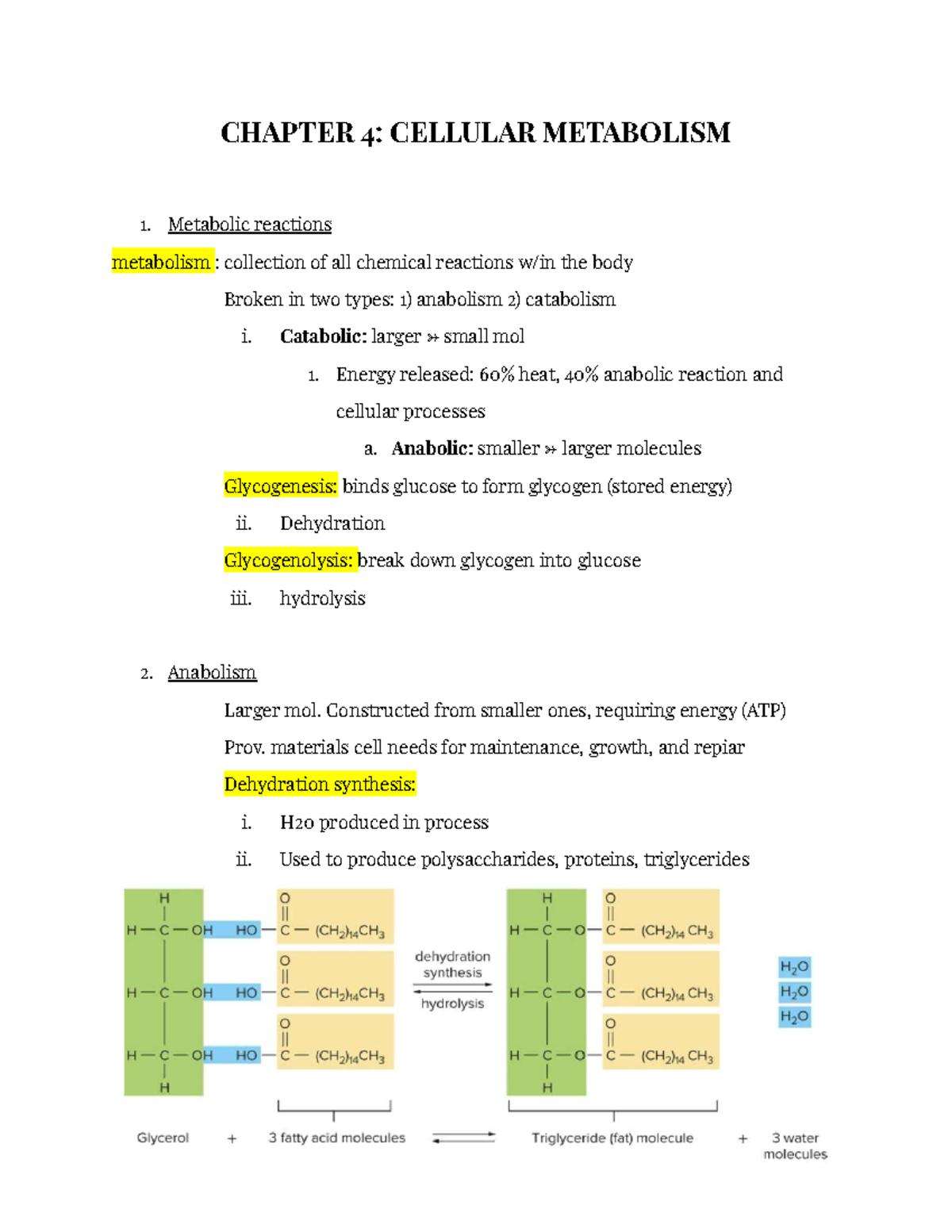 A&P T2: Chapter 4 - Cellular Metabolism Study Notes - Studocu