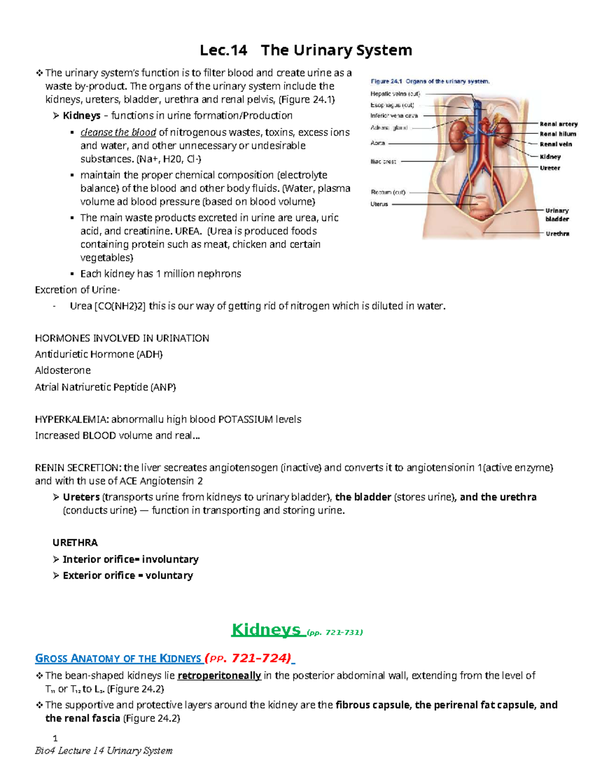Bio4 Lec. 14 Urinary System: Key Concepts & Q&A Notes - Studocu