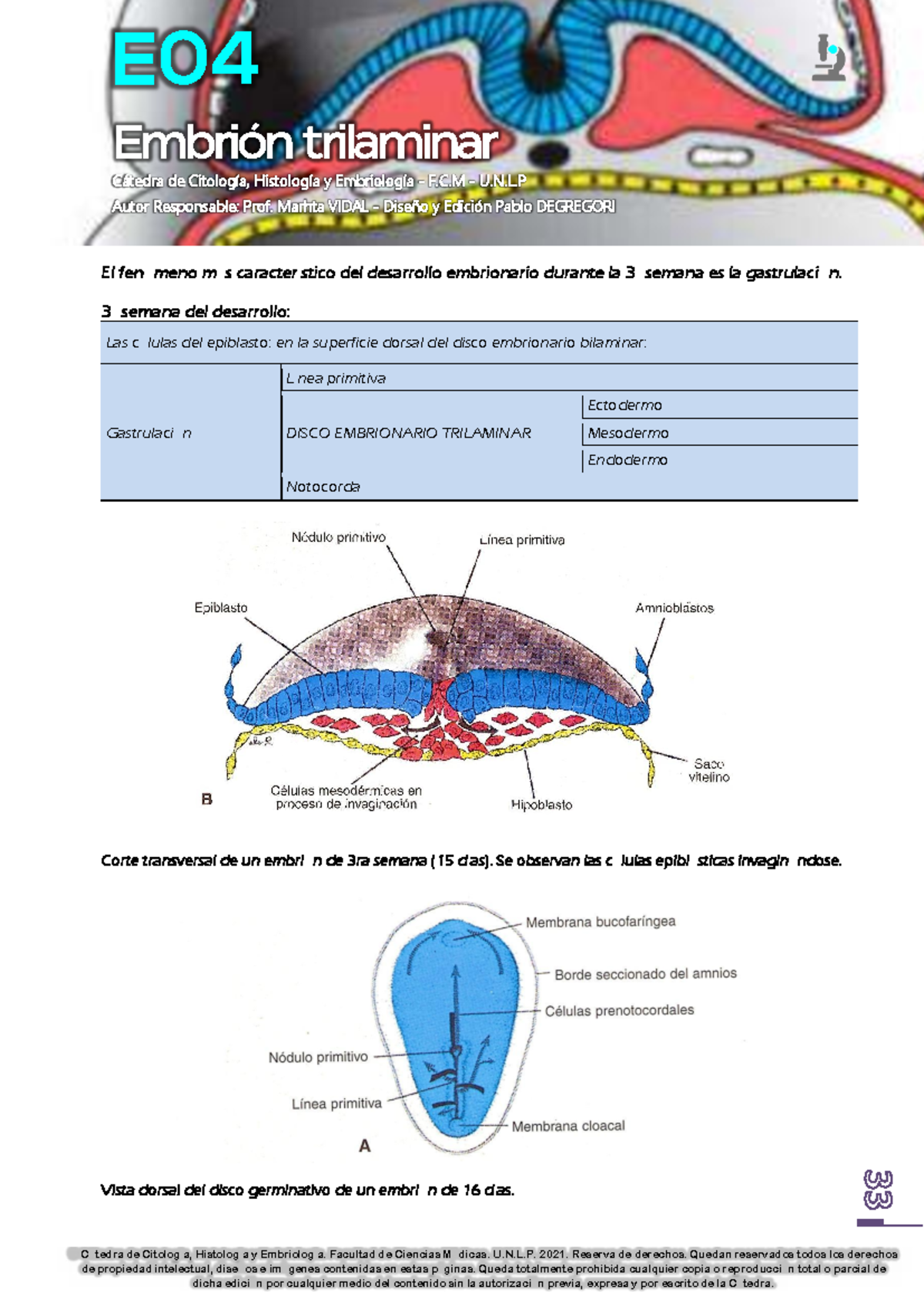 E04 - Desarrollo Embrionario: Gastrulación y Notocorda 2021 - Studocu