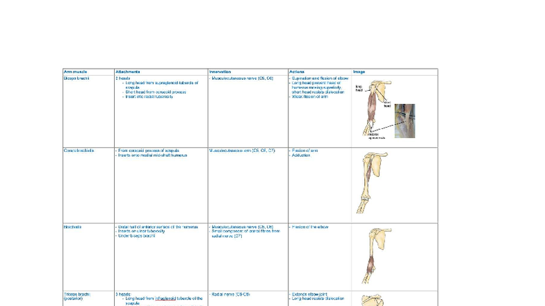 ARM Muscles & Rotator CUFF: Attachments, Innervation, Actions - Studocu