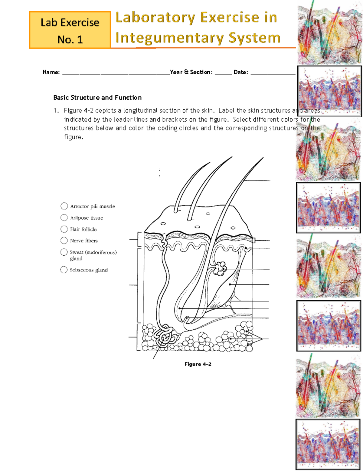 Integumentary System Lab Exercise - 91 Name: _______________________________Year & Section ...
