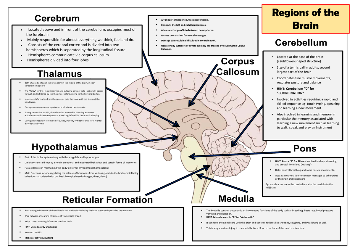 Regions of the Brain A3 Poster: Key Structures and Functions 2025 - Studocu