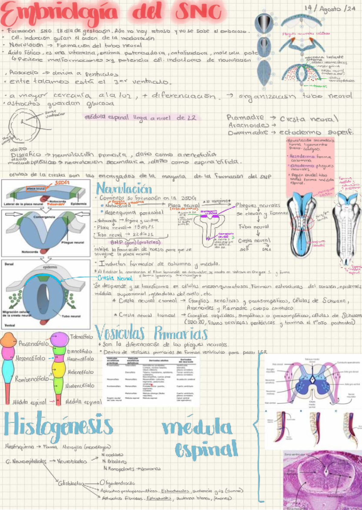 Embriología SNC - Sirve para neurología y embriología saludos ...