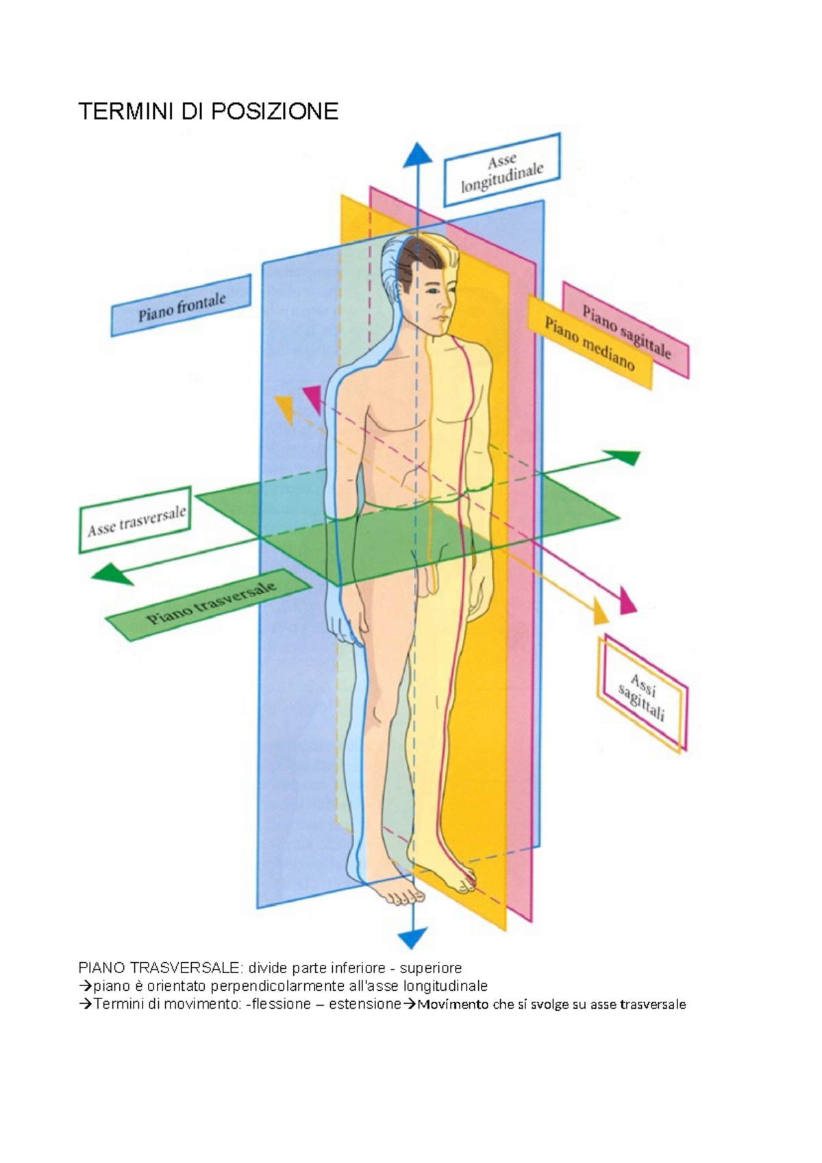 Anatomia Splancnologica - TERMINI DI POSIZIONE PIANO TRASVERSALE ...