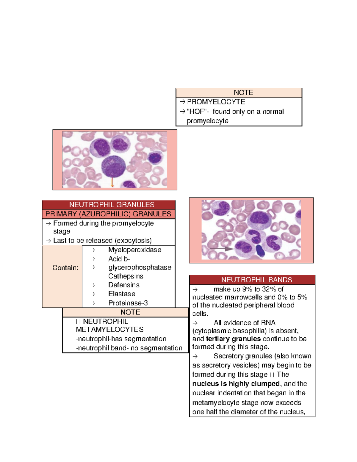 Neutrophil Granules Notes - NEUTROPHIL GRANULES PRIMARY (AZUROPHILIC ...