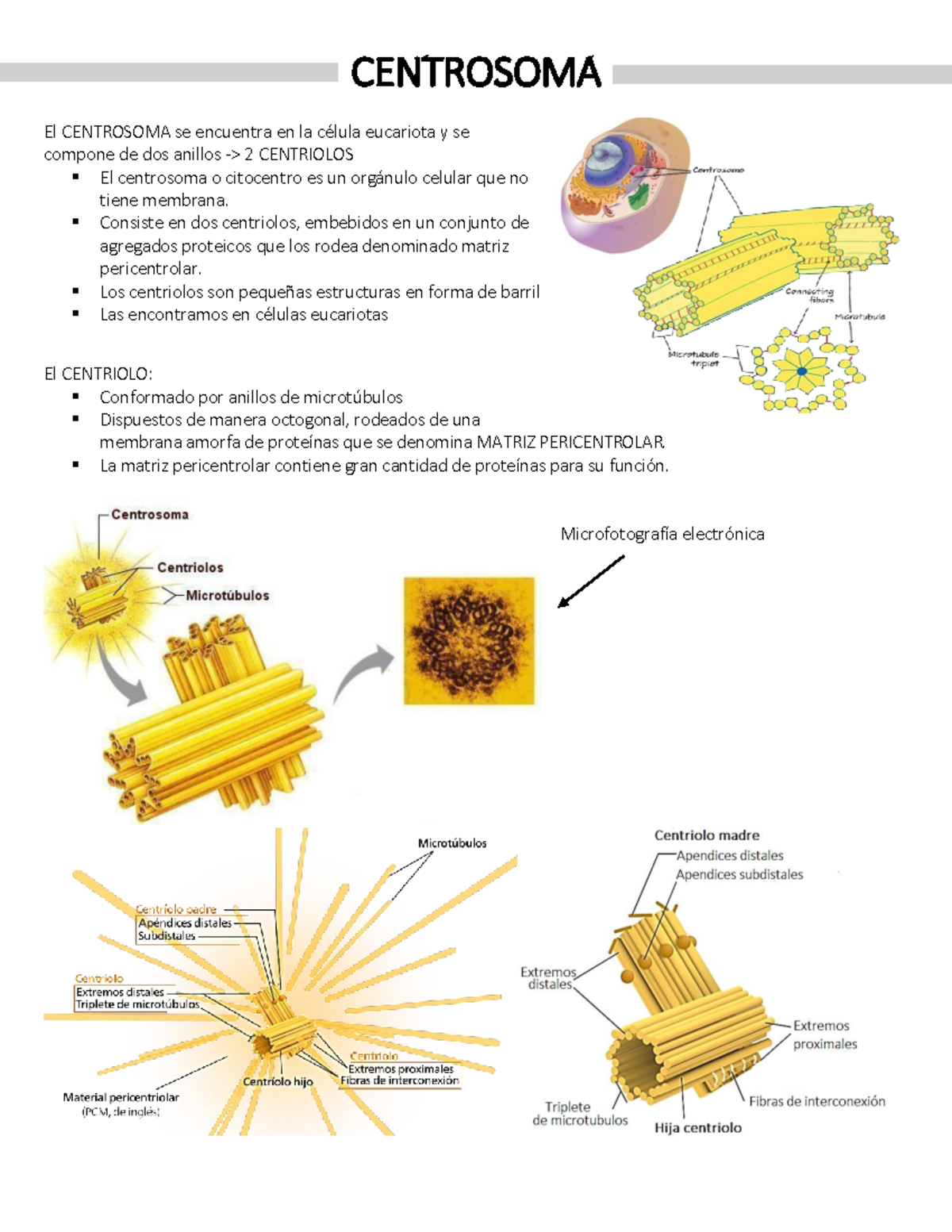 Centriolos En Mitosis Mitosis Y Citocinesis | CK 12 Foundation