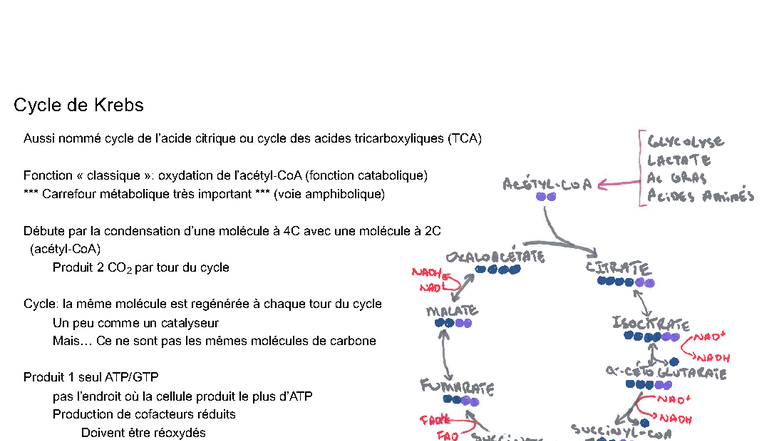 BCM1017 - Cycle de Krebs et Anabolisme: Concepts Clés et Métabolisme ...