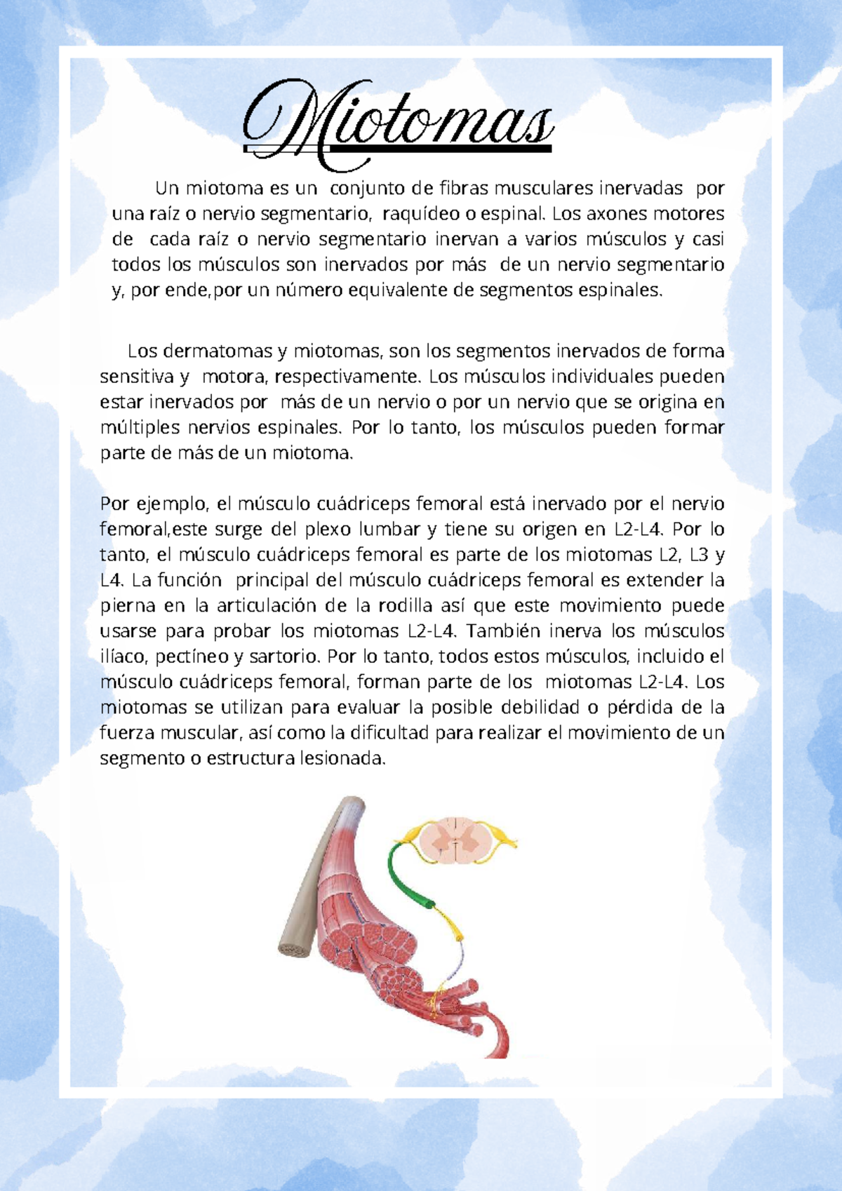 Miotomas: Inervación Muscular y Evaluación Clínica - Studocu