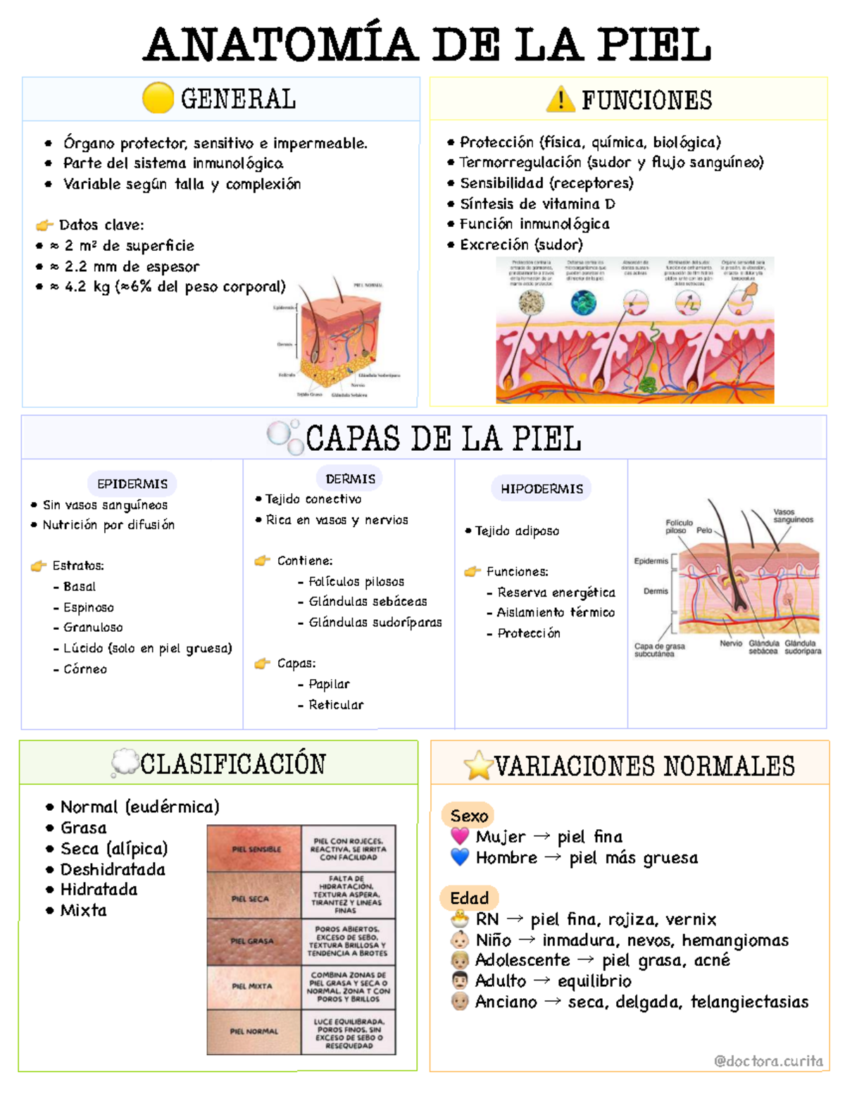 ANATOMÍA DE LA PIEL - Apunte sobre funciones y estructuras - Studocu