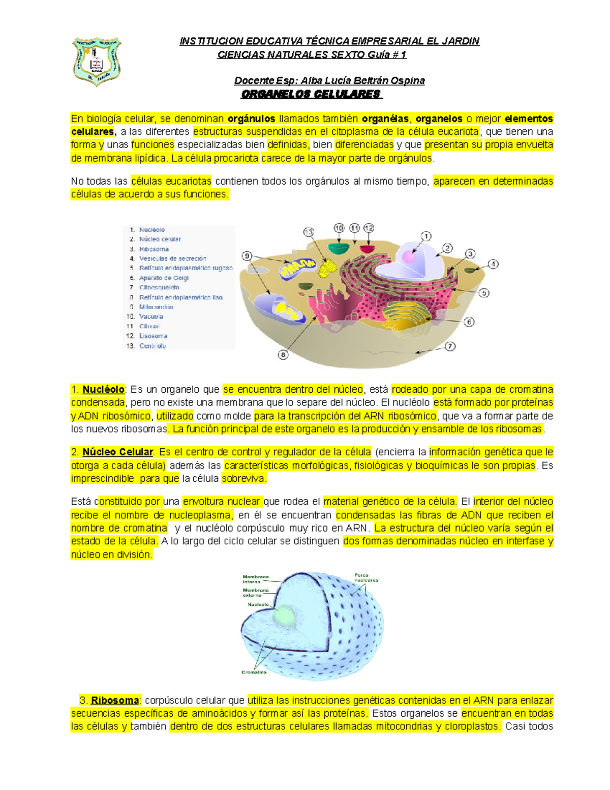 Hoja De Trabajo Con Claves Sobre Los Organelos Celulares