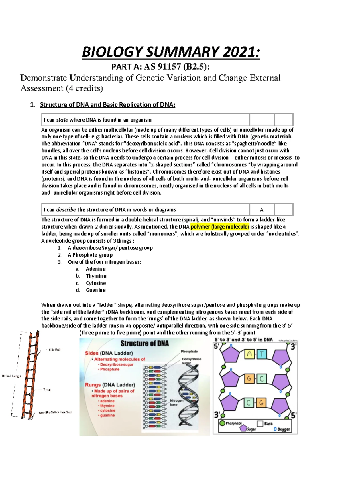 Bio2 91156 DNA replication - No Brain Too Small BIOLOGY AS Demonstrate ...