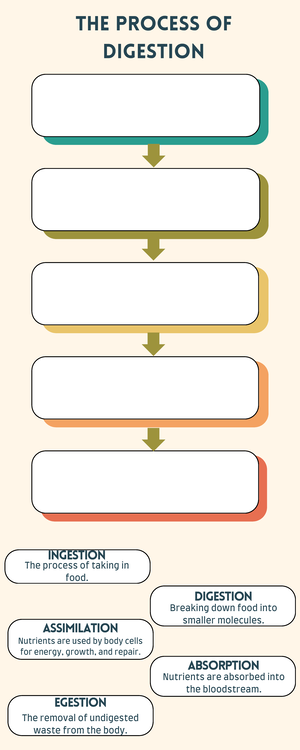 Title: Grade 8 Lesson Plan: Understanding the Digestive System ...