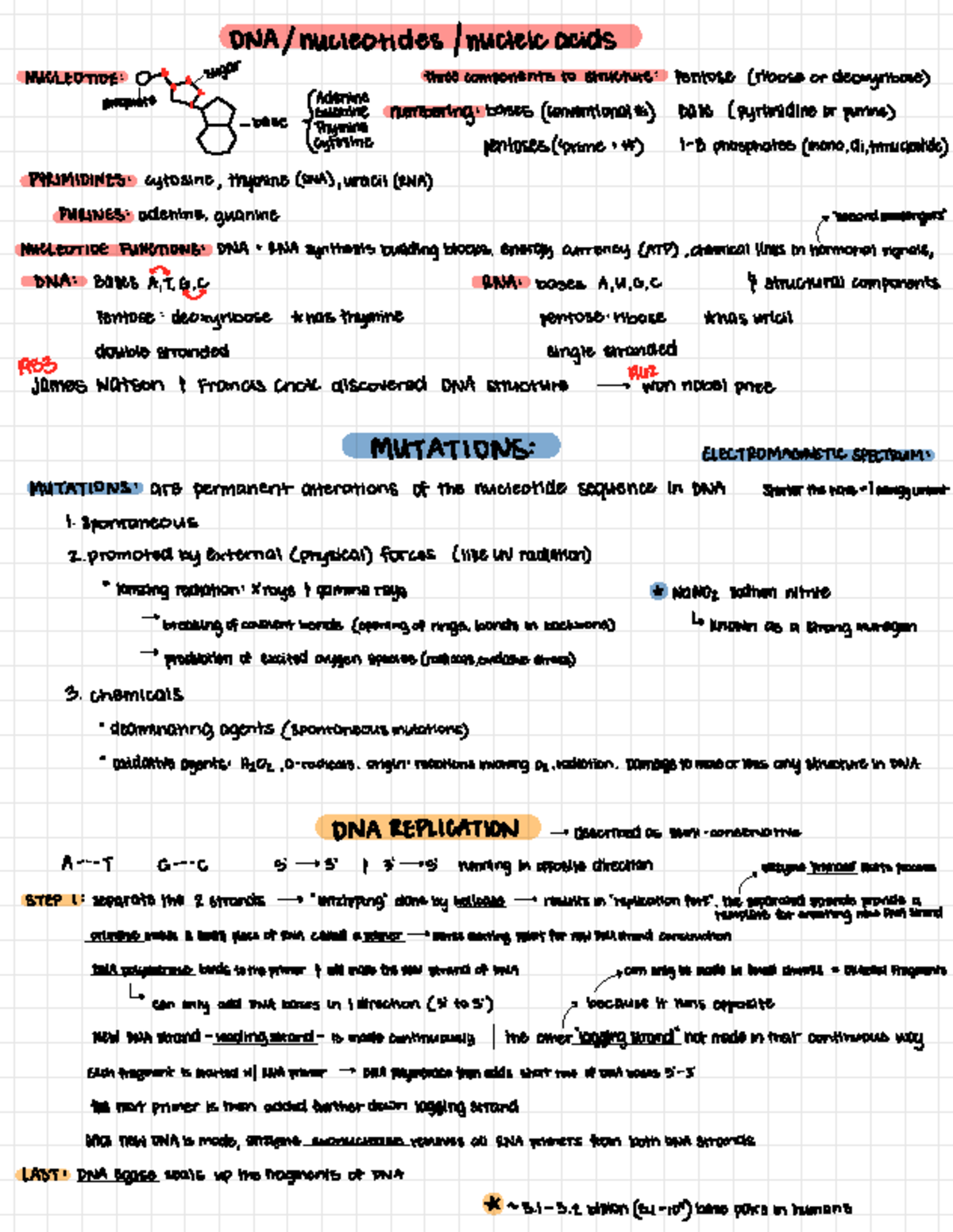 DNA Structure, Function, and Replication: Key Concepts (BIO101) - Studocu