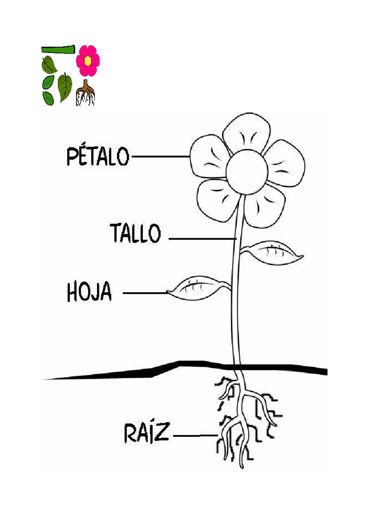 Fichas de actividad de las plantas - Educacion inicial - PÉTALO TALLO ...