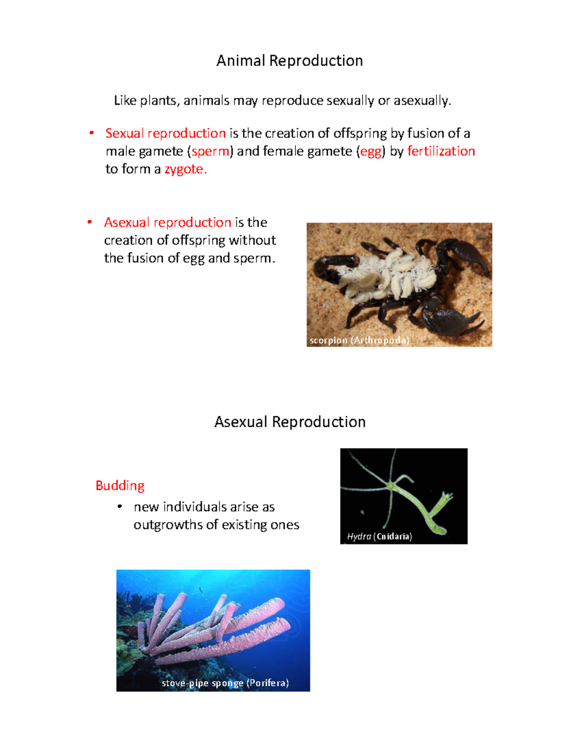 Animal Reproduction: Sexual and Asexual Methods - Studocu