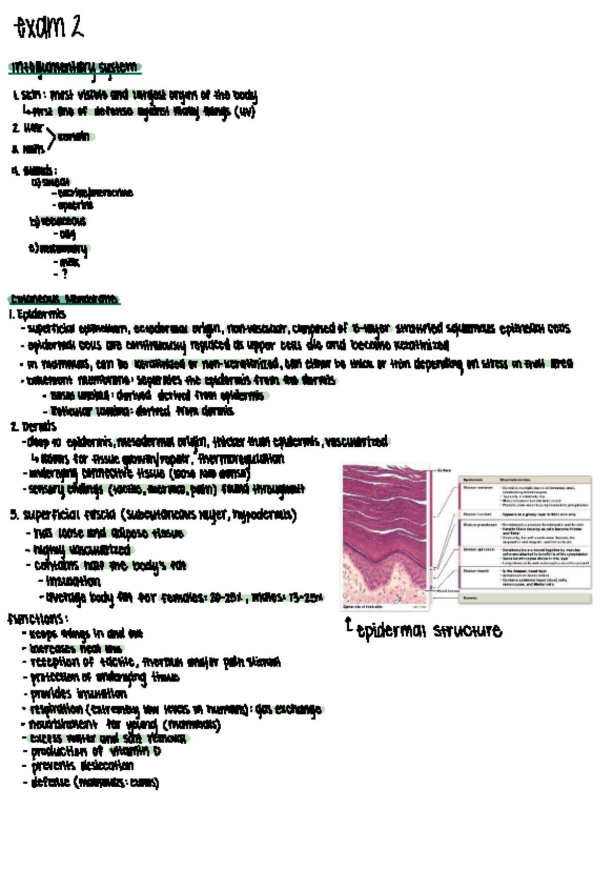 Mammalian Integumentary & Skeletal Systems Exam II Notes - Studocu