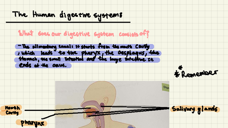 Biology 101: Digestive System Overview - Chapter 6 Notes - Studocu