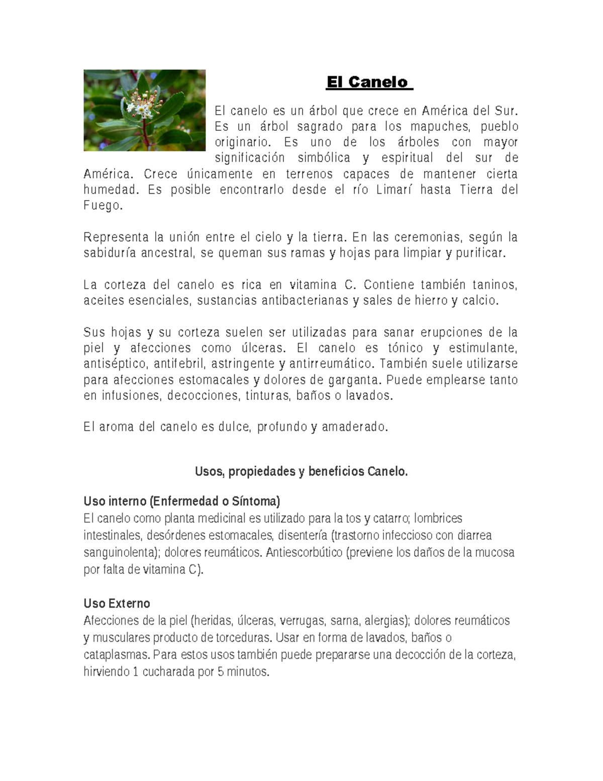 El Canelo: Propiedades Medicinales y Usos (El Canelo) - Studocu