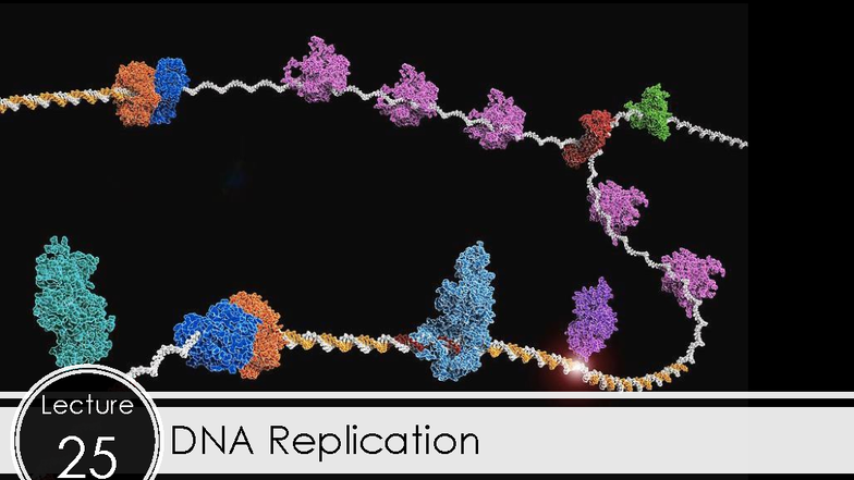 Lecture 25: DNA Replication Overview - Enzymes & Mechanisms - Studocu