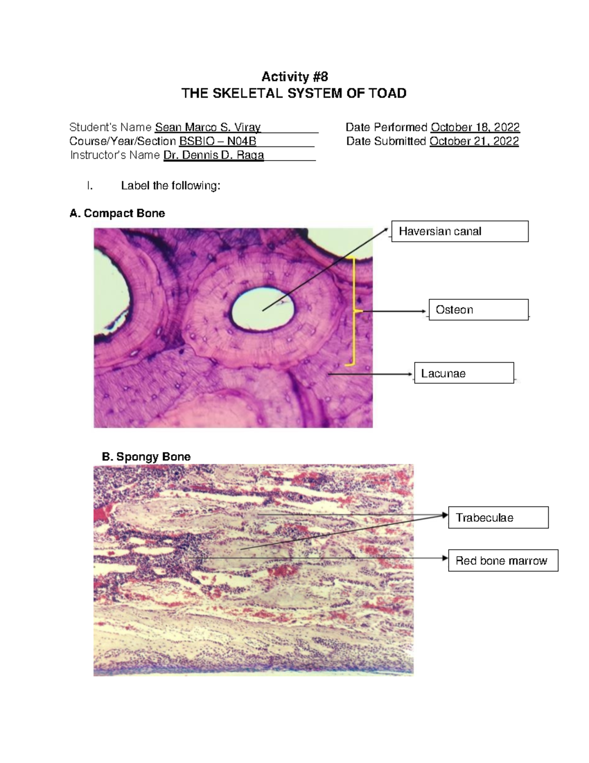 Act08: Skeletal System Analysis of Toad (Viray, Sean Marco S. - BSBIO ...