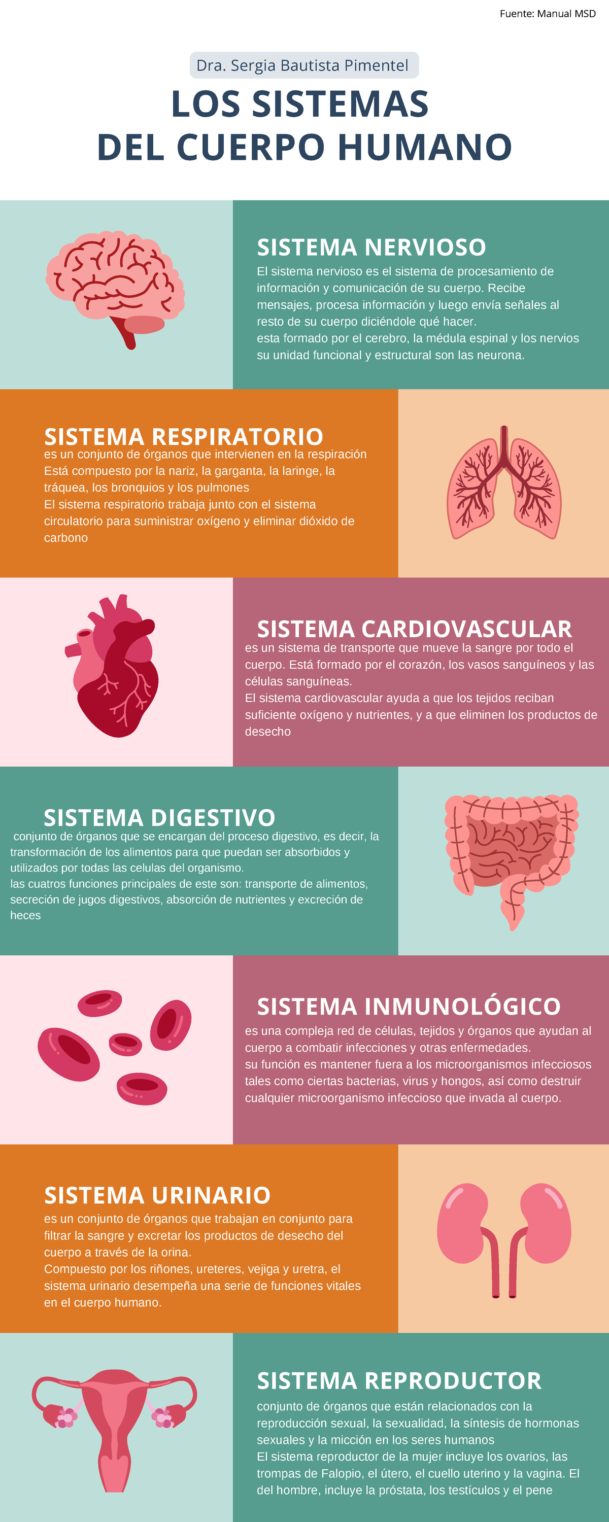 Sistemas De órganos Del Cuerpo Humano Los órganos Y Sus Funciones