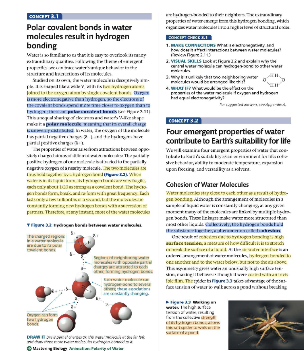 Biology 101: Emergent Properties of Water and Hydrogen Bonding - Studocu