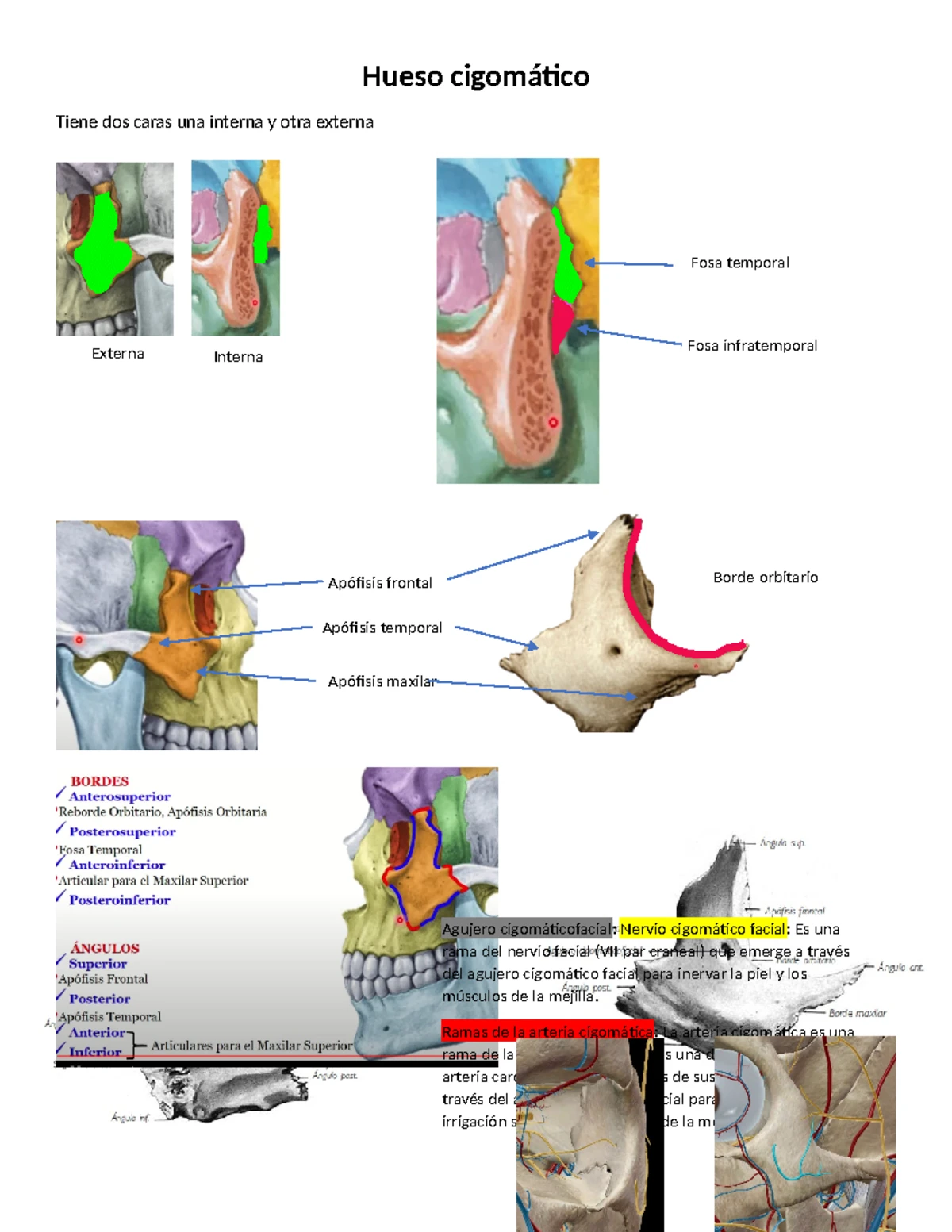Anatomía del Hueso Occipital: Estructura y Funciones - Studocu