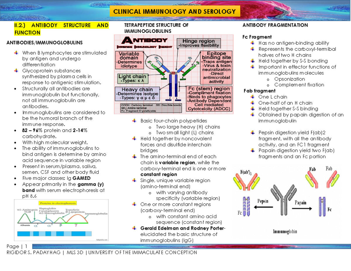 Antibody Structure & Function Overview - Key Concepts in Immunology ...