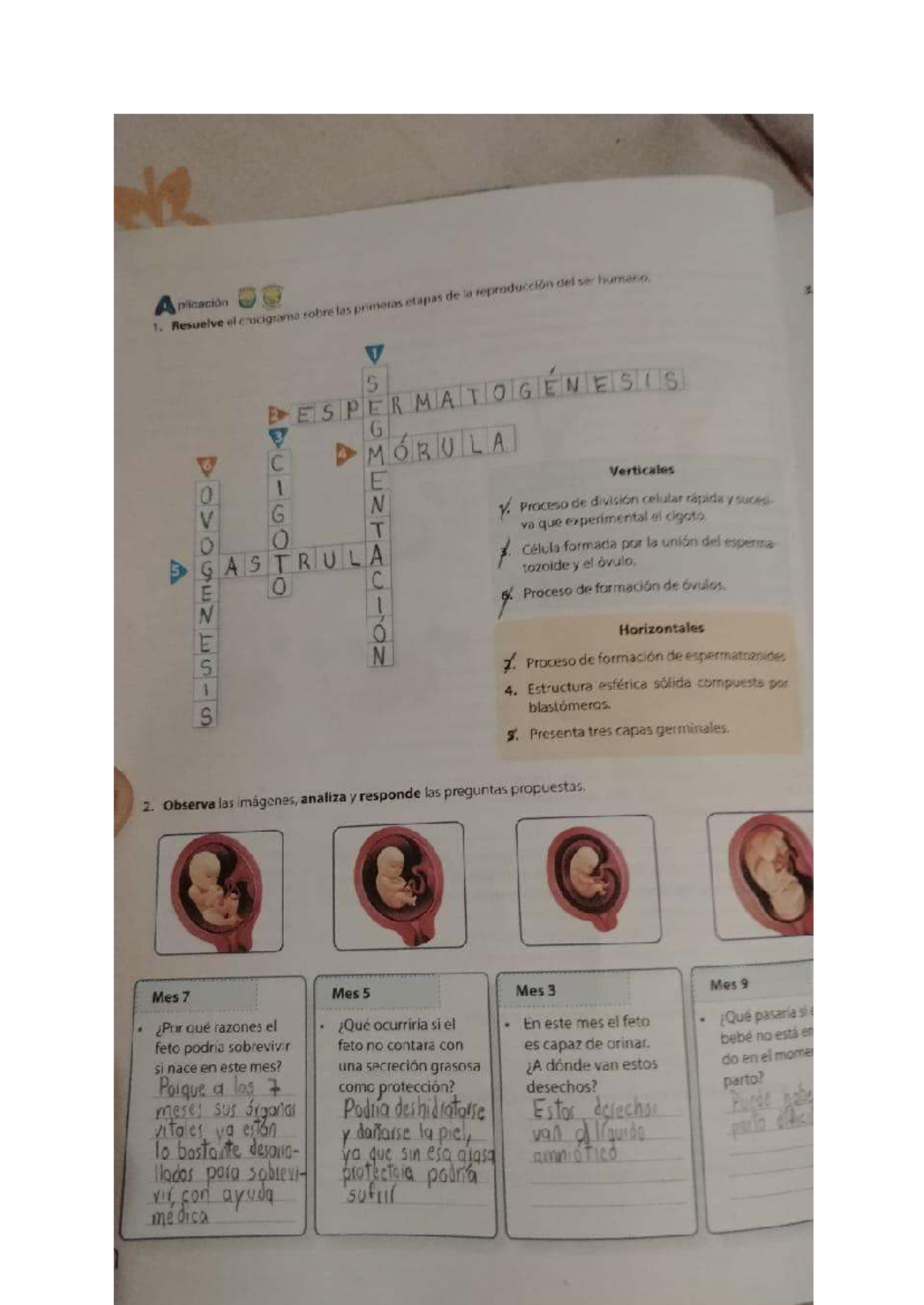 Crucigrama sobre Reproducción Humana - Aplicación 1 - Studocu
