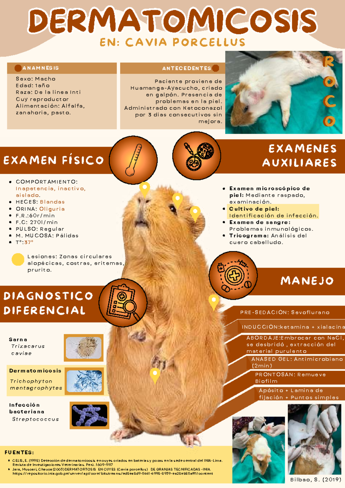 Infografía sobre Dermatomicosis en Cavia porcellus: Diagnóstico y ...