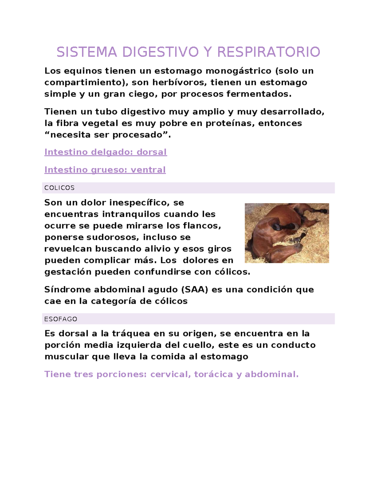 Sistema Digestivo y Respiratorio en Equinos: Anatomía y Funciones - Studocu