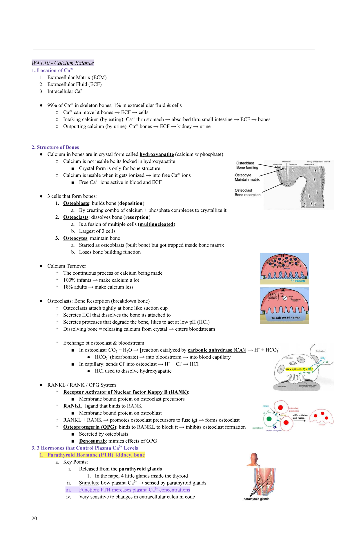 W4 L10 Calcium Balance: Structure, Turnover, and Hormonal Control - Studocu